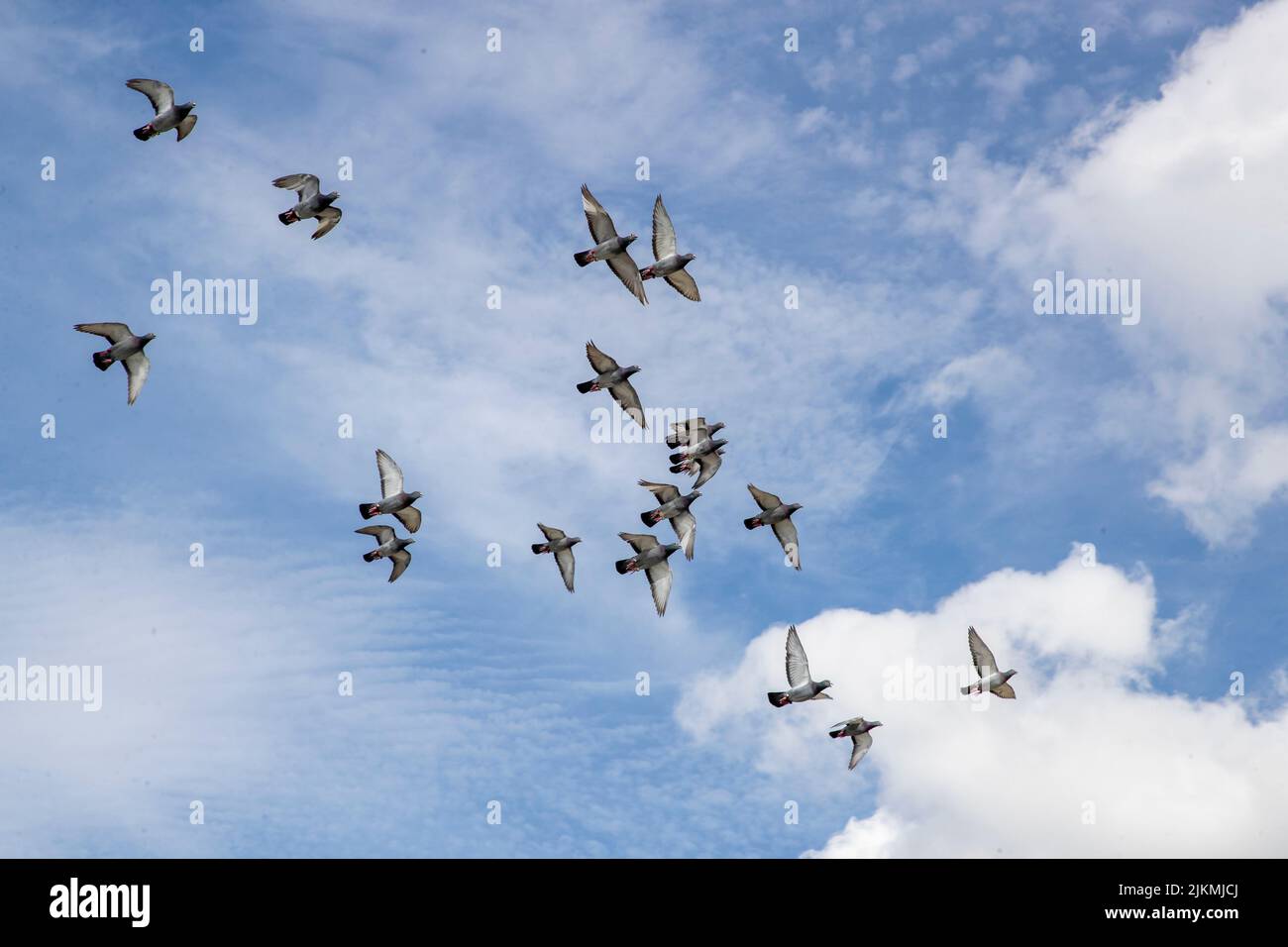 Tauben fliegen um die Infrastruktur eines Taubenhalters, in Wichelen ...