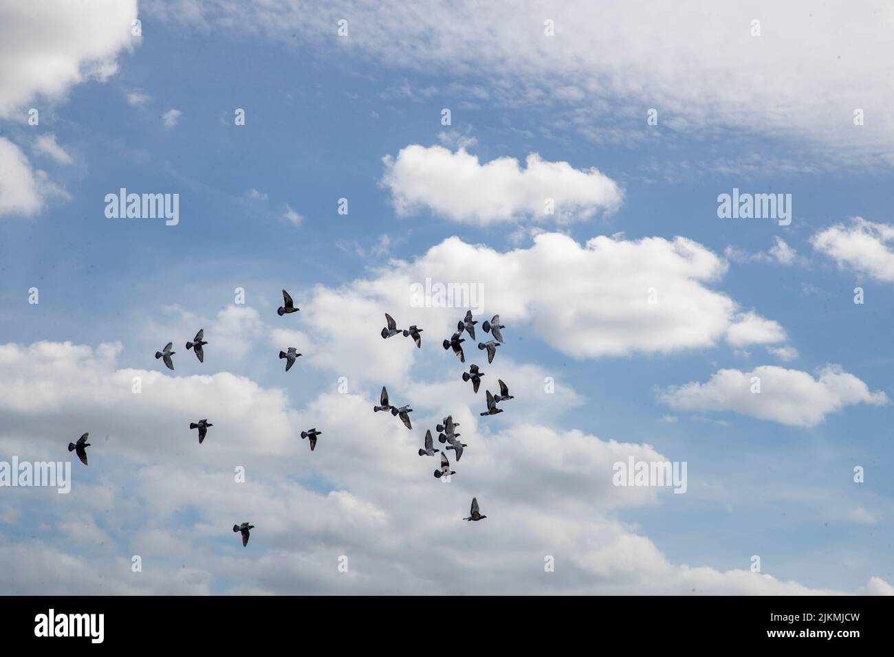 Tauben fliegen um die Infrastruktur eines Taubenhalters, in Wichelen ...