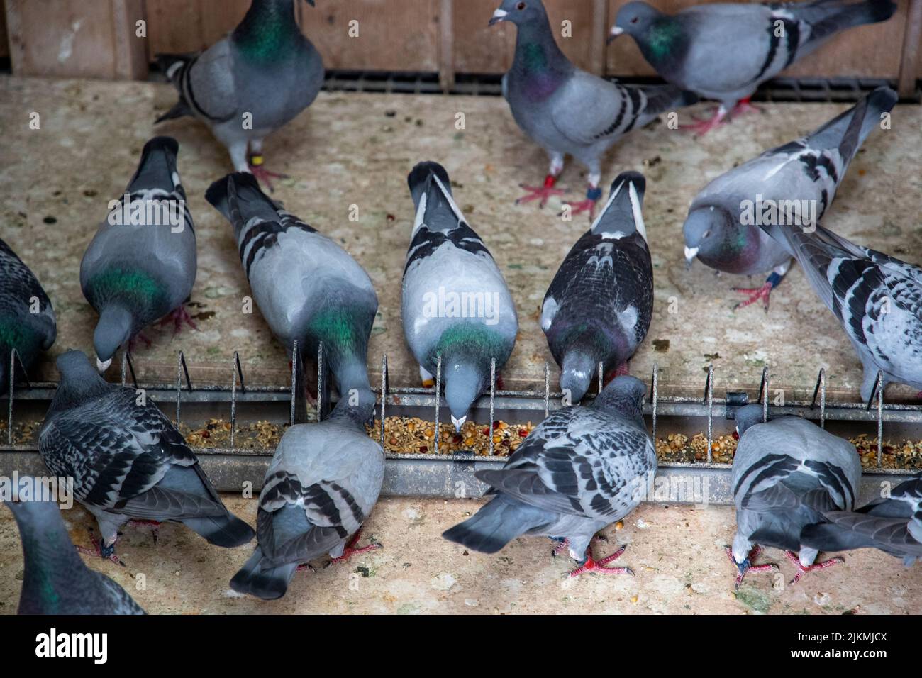 Abbildung Bild zeigt die Infrastruktur eines Taubenhalters, in Wichelen ...