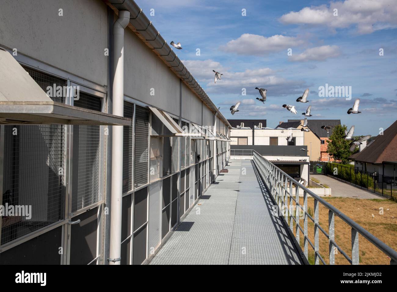 Tauben fliegen um die Infrastruktur eines Taubenhalters, in Wichelen ...