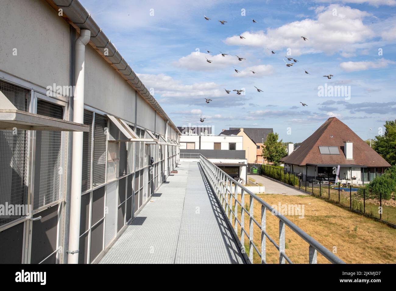 Tauben fliegen um die Infrastruktur eines Taubenhalters, in Wichelen ...