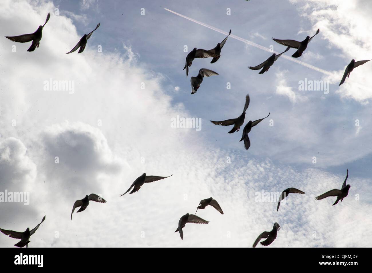 Tauben fliegen um die Infrastruktur eines Taubenhalters, in Wichelen ...