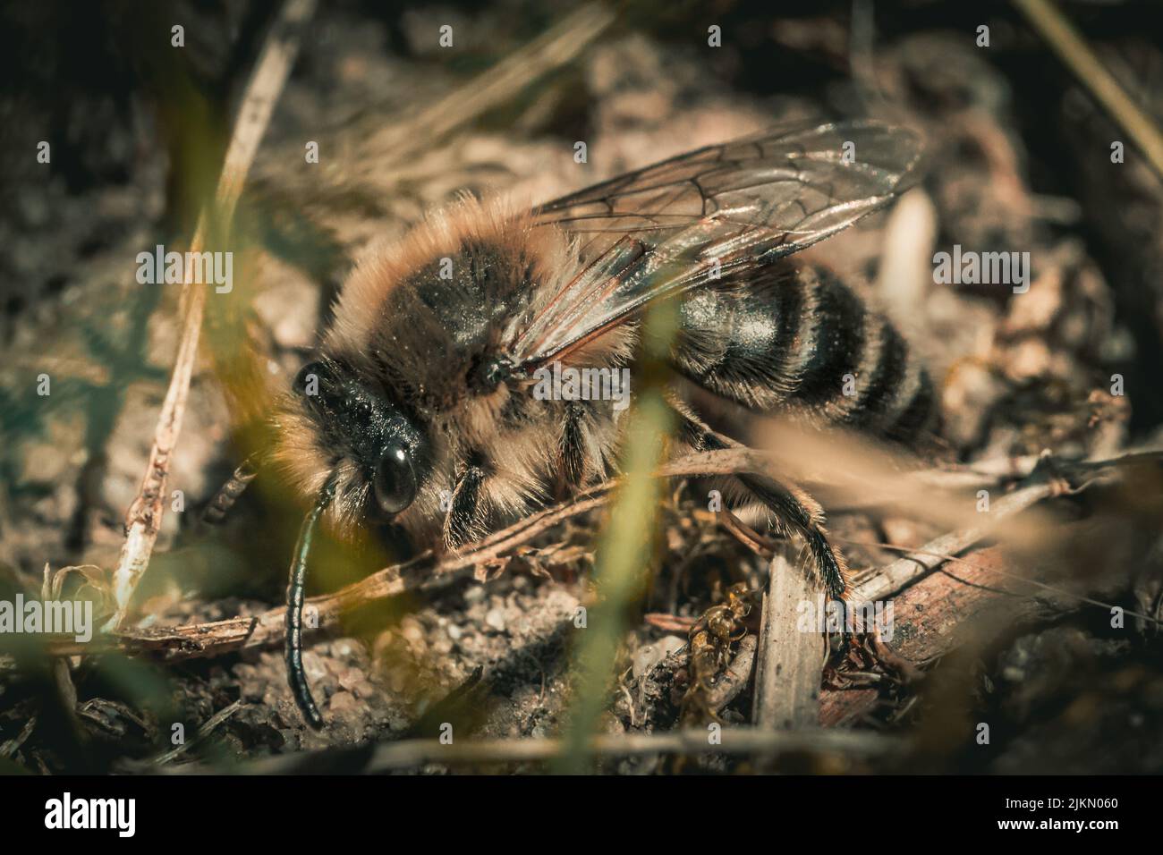 Colletes inaequalis -Fotos und -Bildmaterial in hoher Auflösung – Alamy