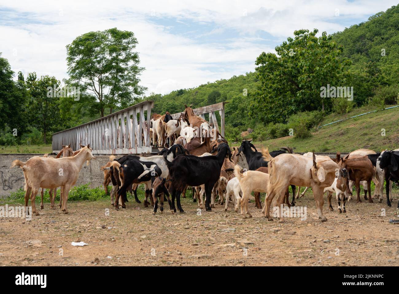 Ziegen auf einer Wiese einer Ziegenfarm. Weiße Ziegen, die Ziegen ...