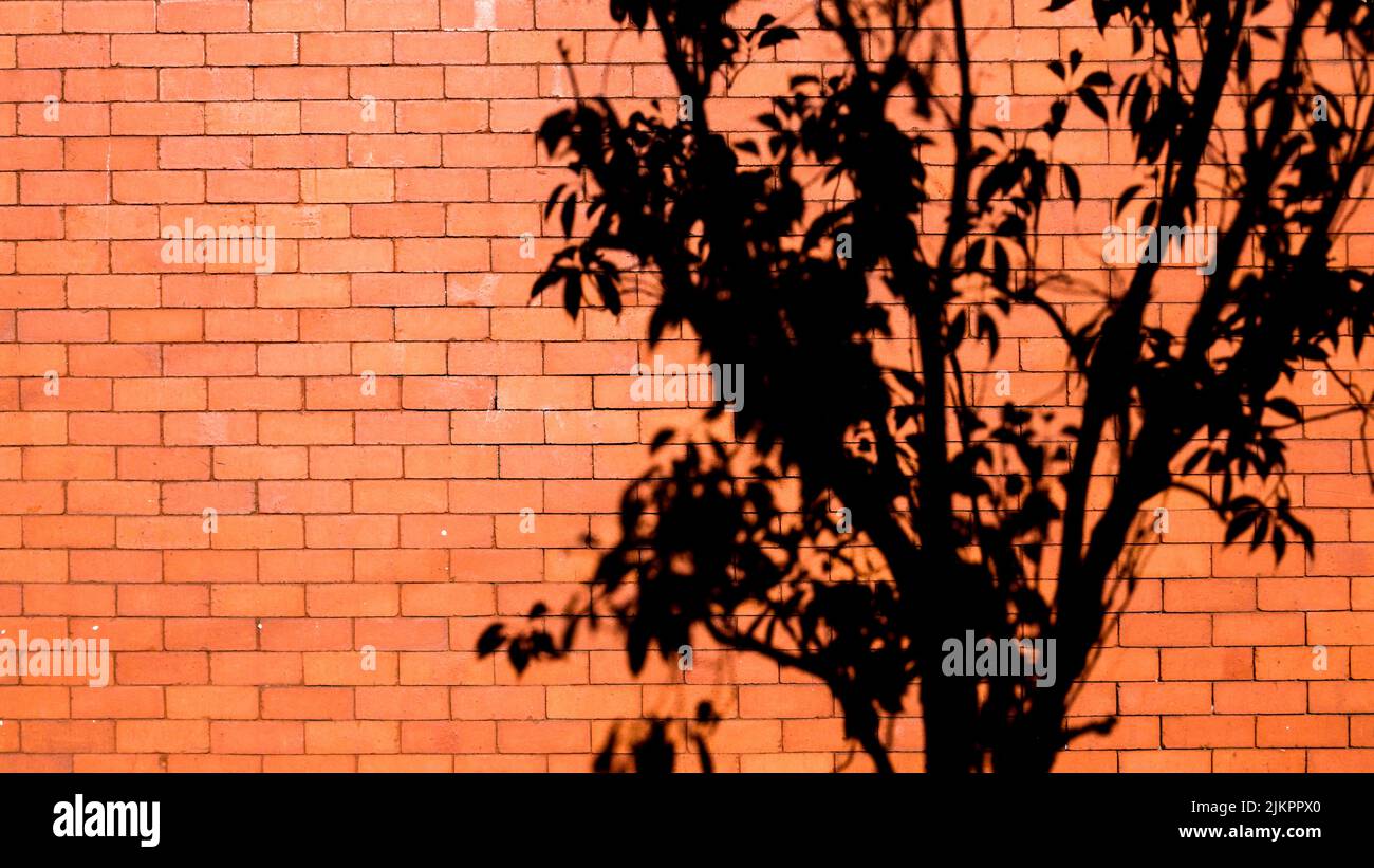 Schatten des baumes an der wand -Fotos und -Bildmaterial in hoher ...