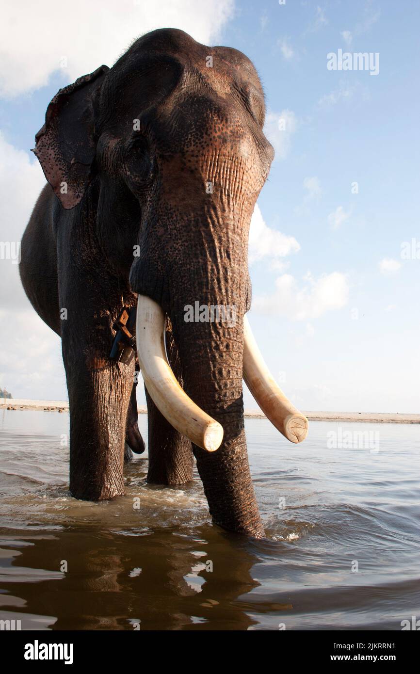 Rajan der elefant -Fotos und -Bildmaterial in hoher Auflösung – Alamy