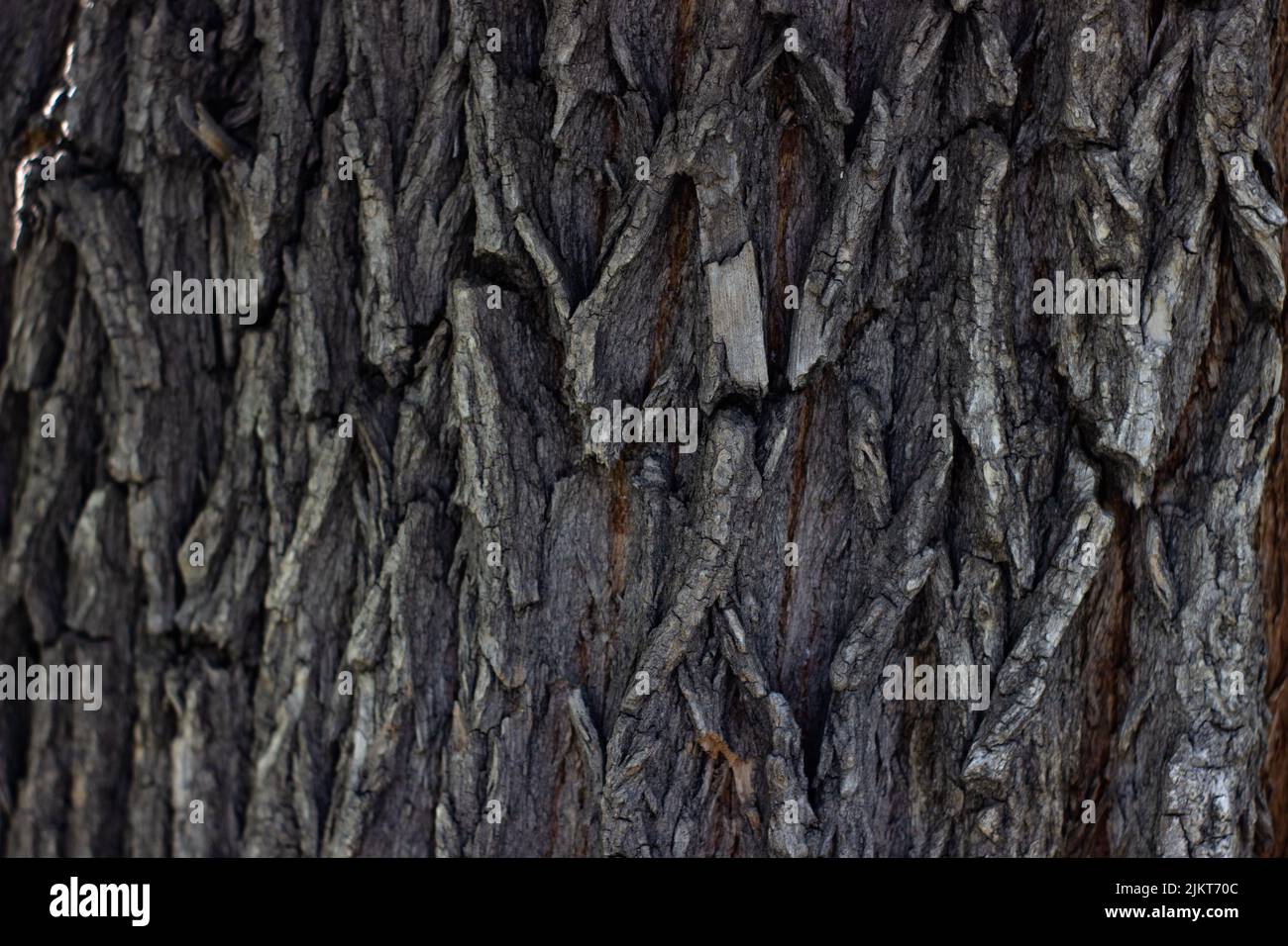 Poplar bark texture -Fotos und -Bildmaterial in hoher Auflösung – Alamy