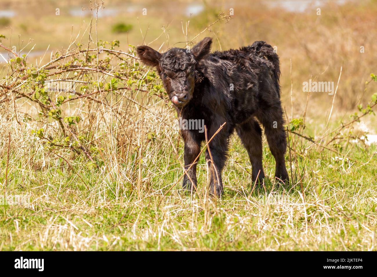 Lockige kuh -Fotos und -Bildmaterial in hoher Auflösung – Alamy
