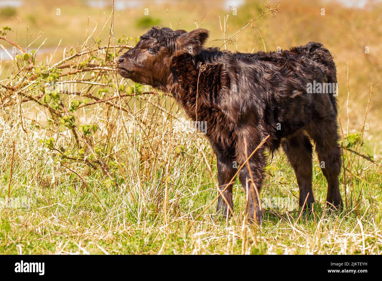 Lockige kuh -Fotos und -Bildmaterial in hoher Auflösung – Alamy