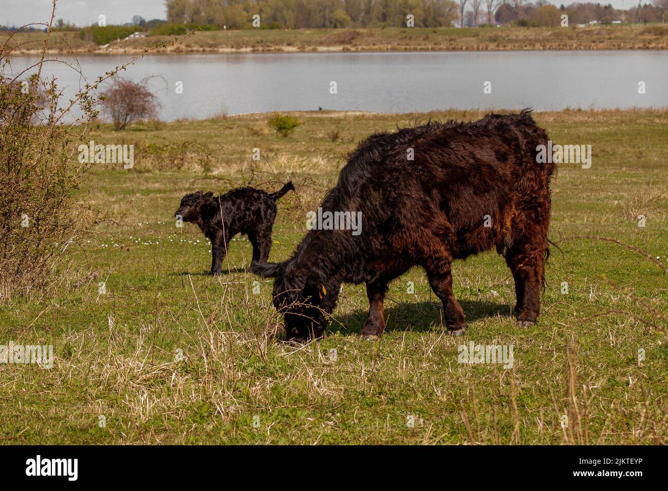 Lockige kuh -Fotos und -Bildmaterial in hoher Auflösung – Alamy