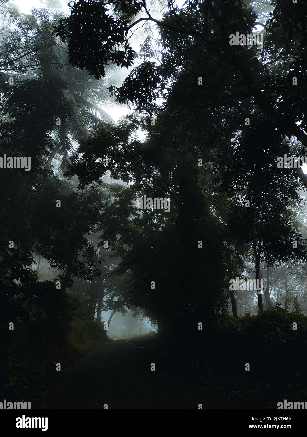 Many trees -Fotos und -Bildmaterial in hoher Auflösung – Alamy