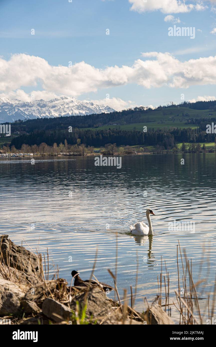 Eine vertikale Aufnahme eines wunderschönen weißen Schwans, der im See ...