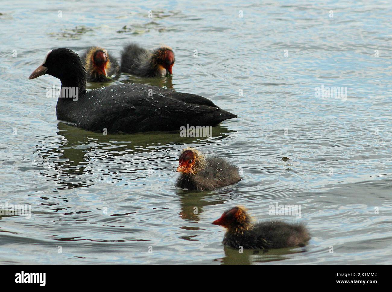 Wilde baby und muttertiere -Fotos und -Bildmaterial in hoher Auflösung ...