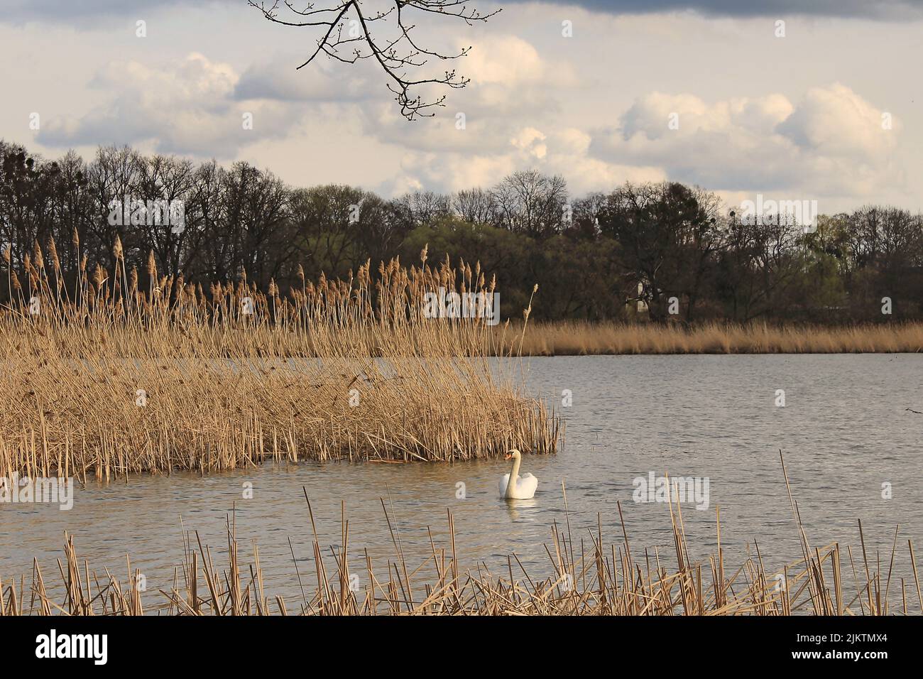 Eine malerische Aussicht auf einen einsamen weißen Schwan, der an einem ...