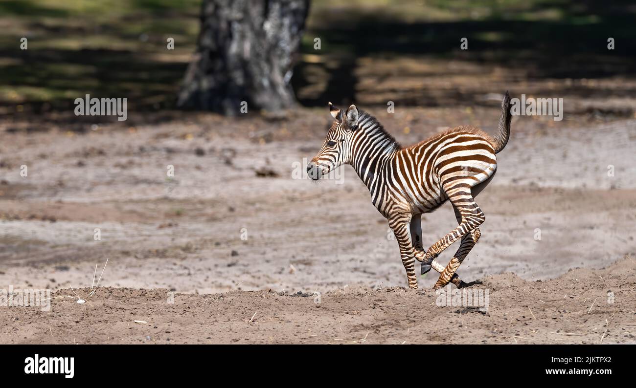 Baby zebra running -Fotos und -Bildmaterial in hoher Auflösung – Alamy