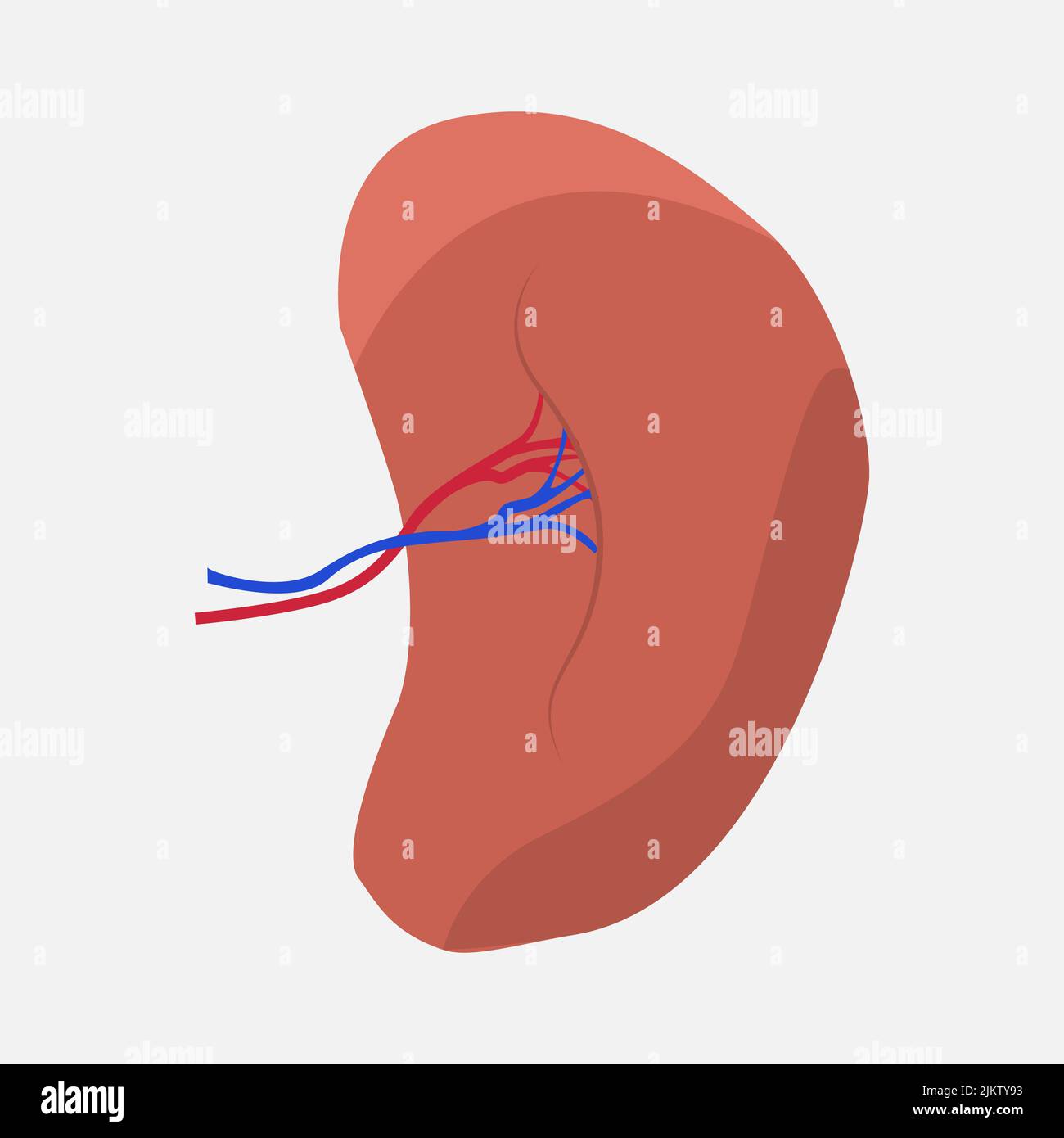 Milz anatomie Stock-Vektorgrafiken kaufen - Alamy