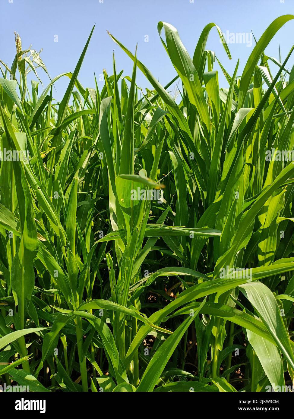 Sorghum grünen Pflanzen oder jawar Pflanzen abgelegt oder Mais grünen ...