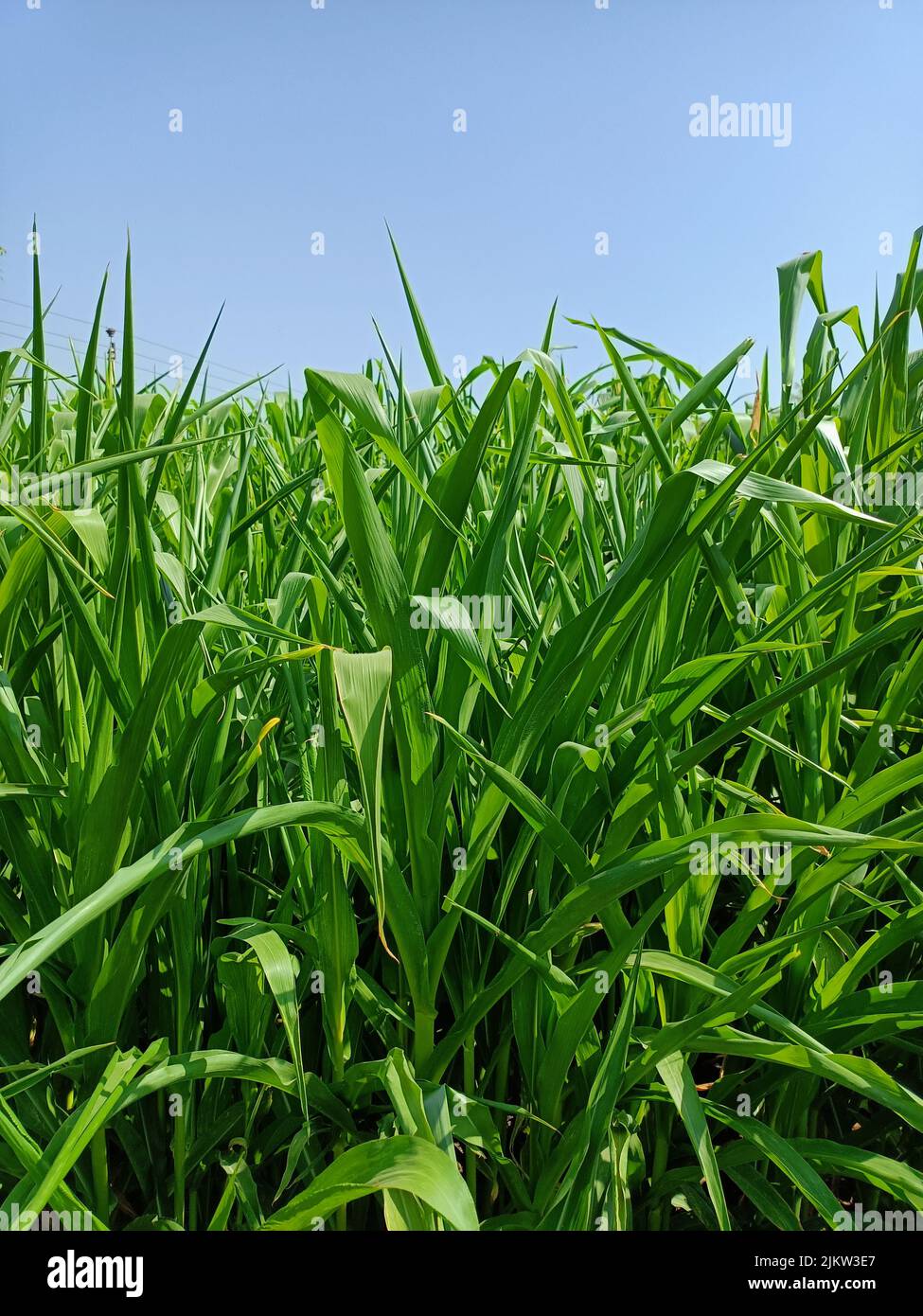 Sorghum plant -Fotos und -Bildmaterial in hoher Auflösung – Alamy