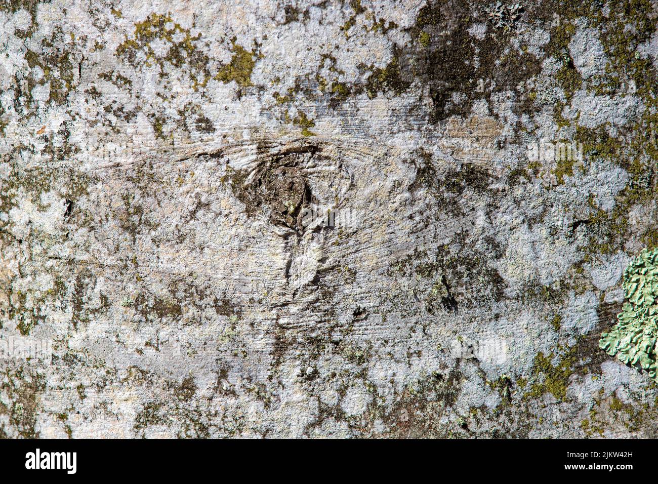 Rinde der buche -Fotos und -Bildmaterial in hoher Auflösung – Alamy