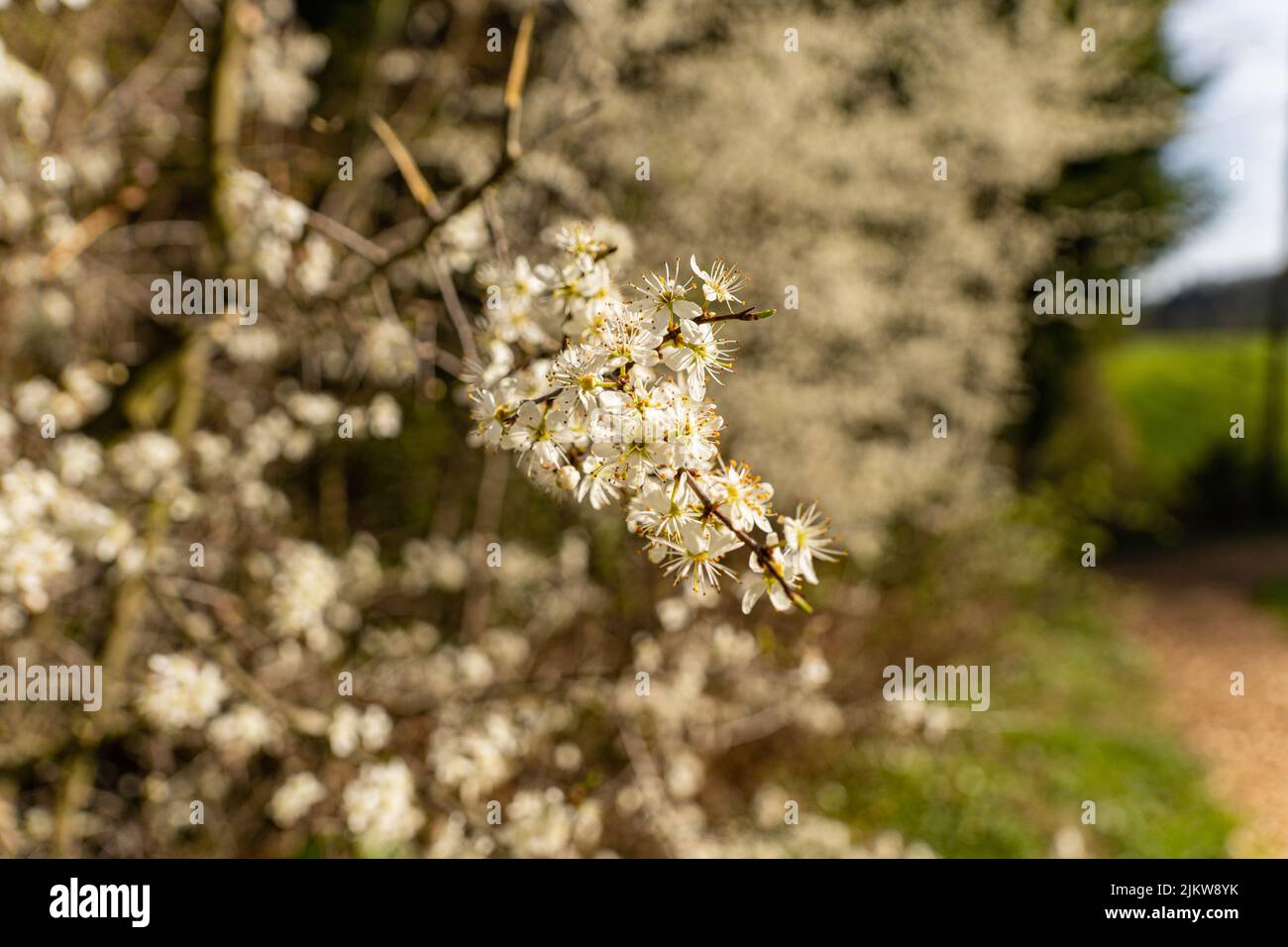 Ein Zweig mit schönen weißen Spiraea blüht im Garten unter dem ...