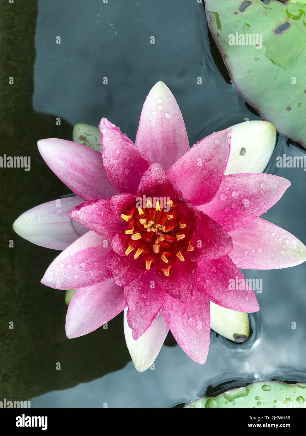 Blooming water lily -Fotos und -Bildmaterial in hoher Auflösung – Alamy