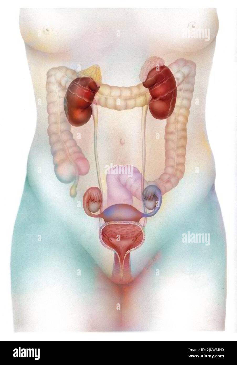 Anatomie des weiblichen Urogenitalsystems mit Blase, Gebärmutter Stockfotografie - Alamy