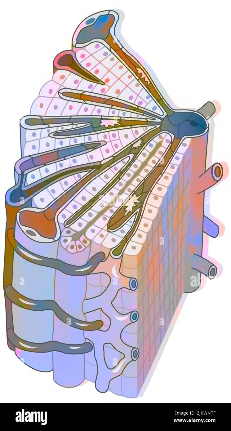 Ductus biliaris -Fotos und -Bildmaterial in hoher Auflösung – Alamy