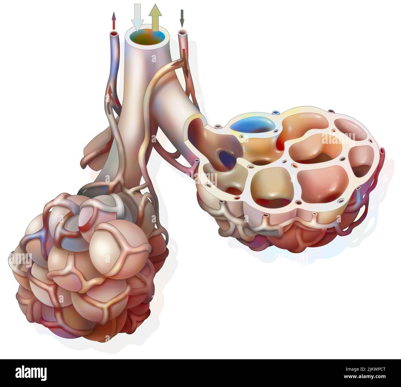 Lunge: Pulmonaler Alveolus mit seinem Kapillarnetz, das den ...