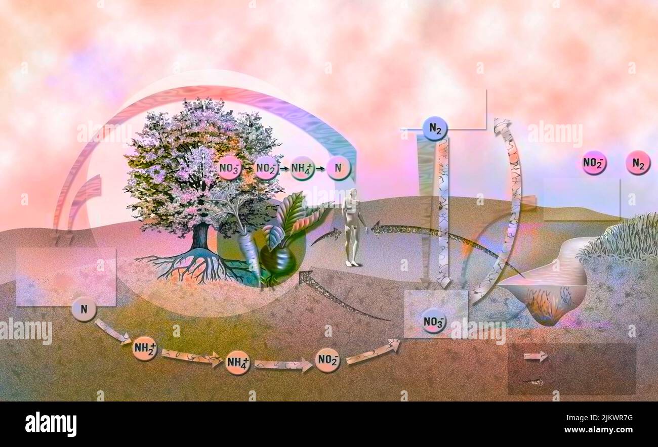 Stickstoffkreislauf: Die Bedeutung von Bakterien für das Recycling von ...