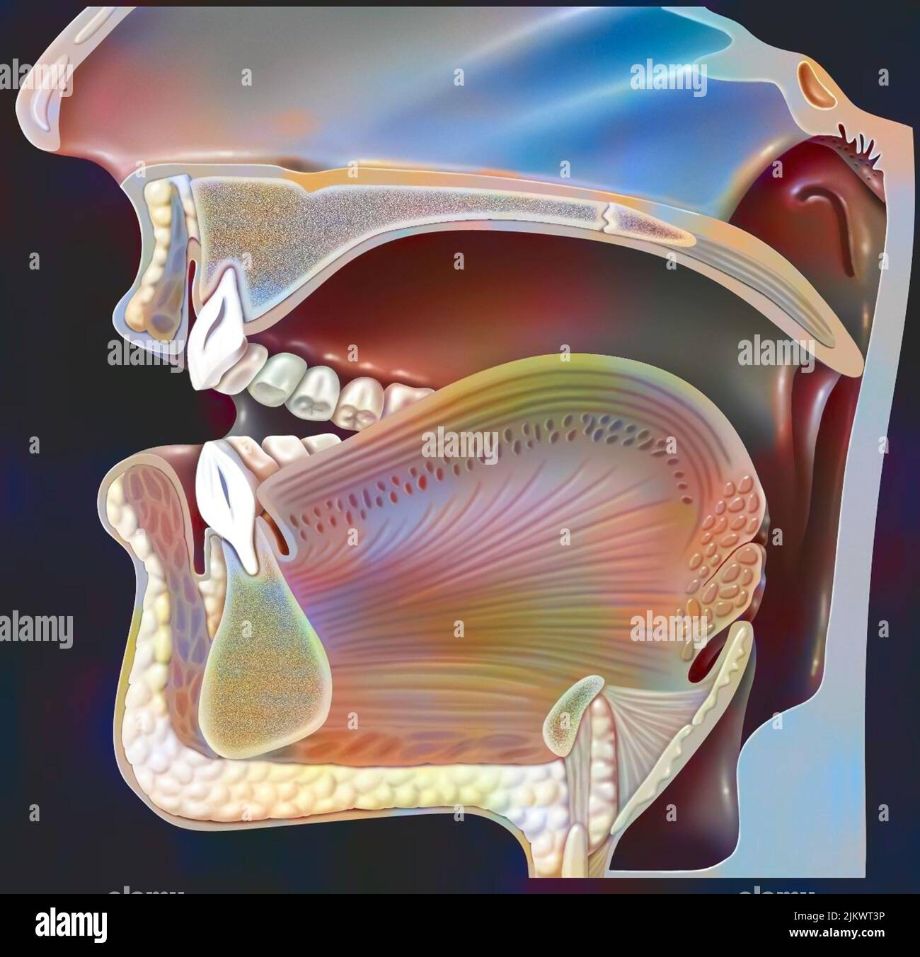 Anatomie der menschlichen zunge -Fotos und -Bildmaterial in hoher ...