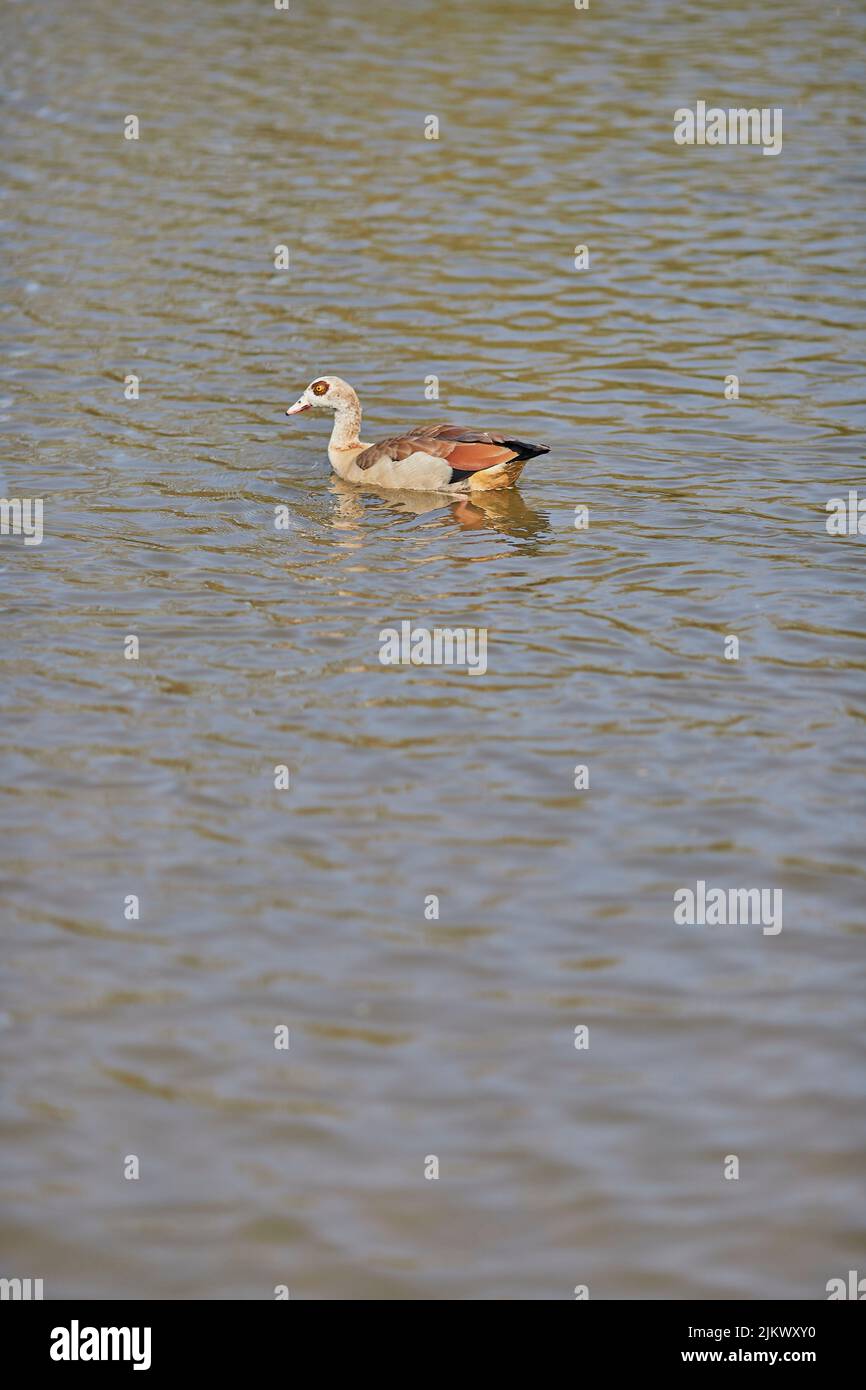 Nile fauna -Fotos und -Bildmaterial in hoher Auflösung – Alamy