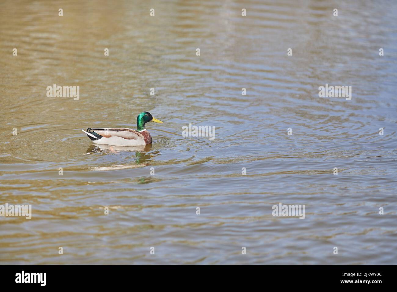 Männliche wildente -Fotos und -Bildmaterial in hoher Auflösung – Alamy