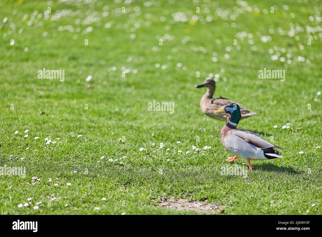 Zwei enten nisten -Fotos und -Bildmaterial in hoher Auflösung – Alamy