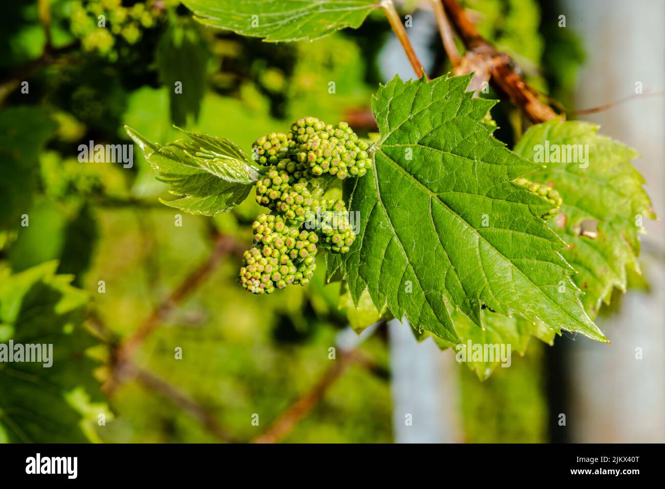 Trauben neues blatt -Fotos und -Bildmaterial in hoher Auflösung – Alamy