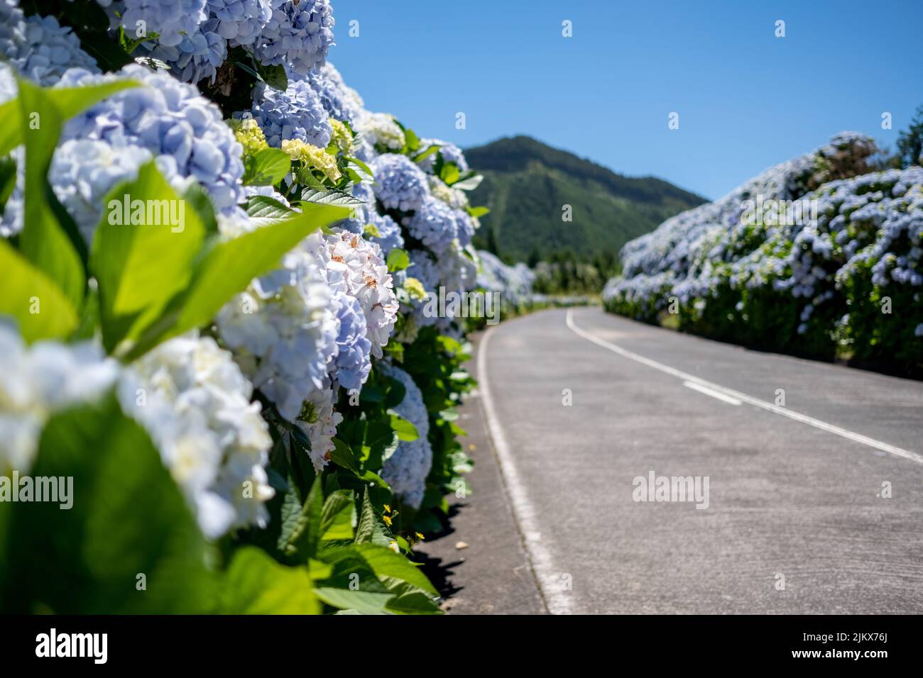 Azoren, leere blumige Straße mit schönen Hortensien-Blumen in ...