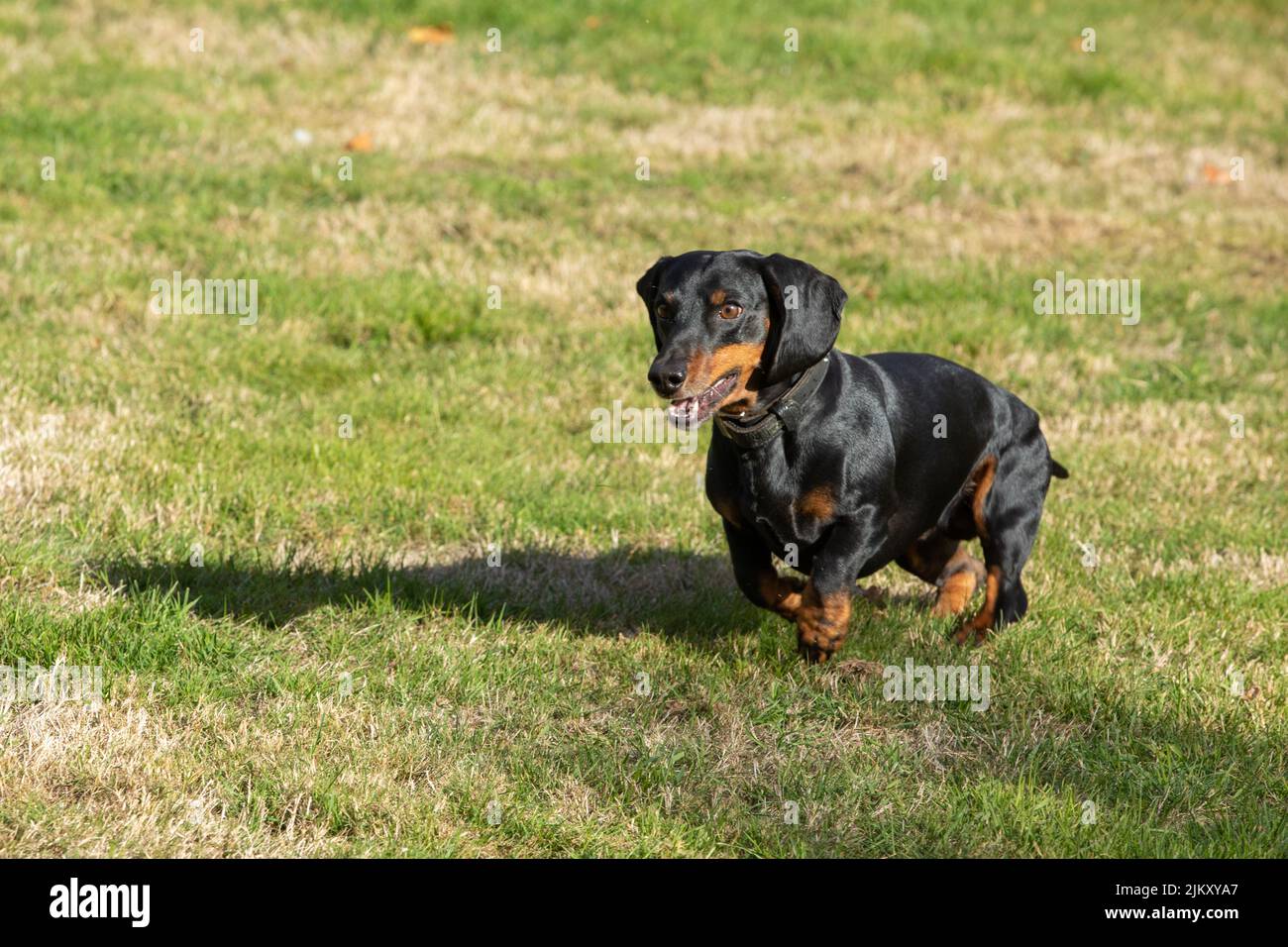 Dackel beim rennen -Fotos und -Bildmaterial in hoher Auflösung – Alamy