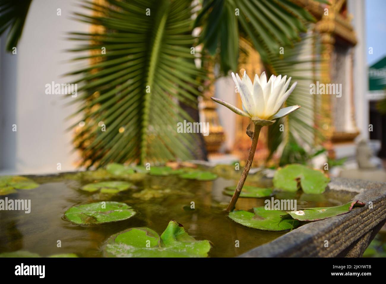 Blume im wasser -Fotos und -Bildmaterial in hoher Auflösung – Alamy