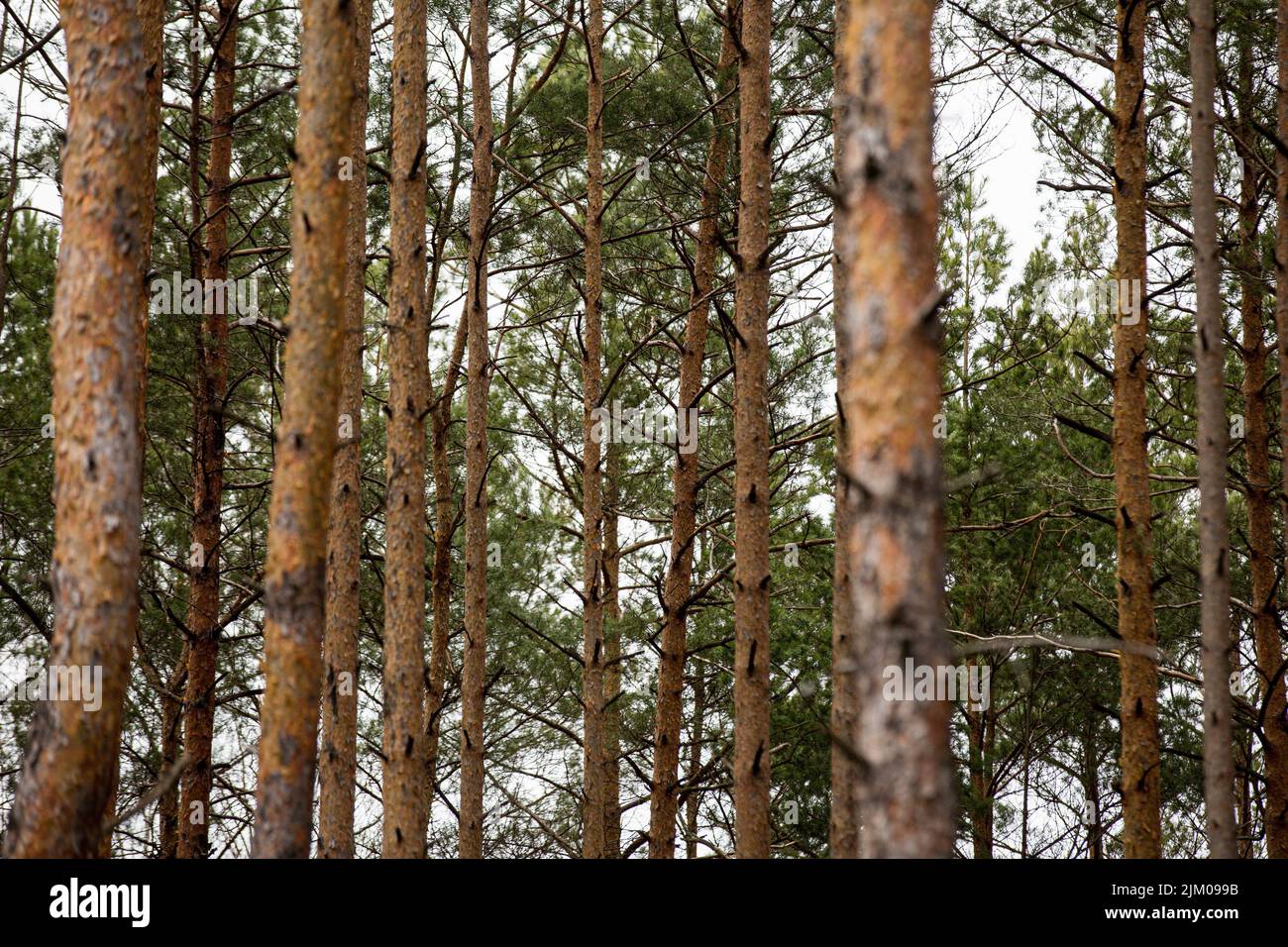 Siedlisko, Woiwodschaft Lubusz, Polen. 5. April 2022. Pinus sylvestris ...