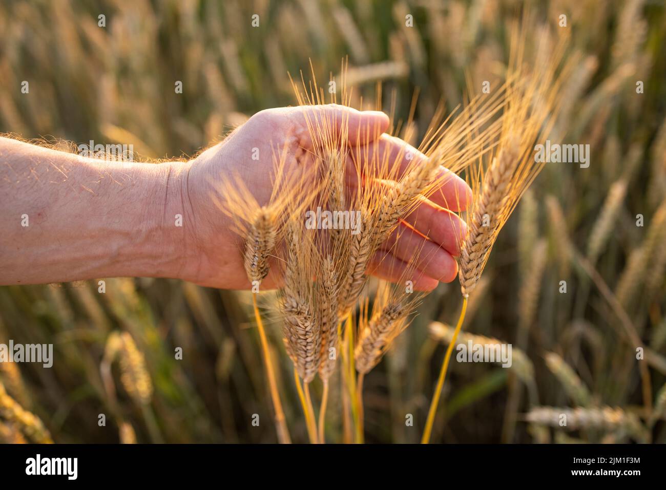 Weizen, Roggen in den Händen eines Bauern. Anbau von Kulturpflanzen ...