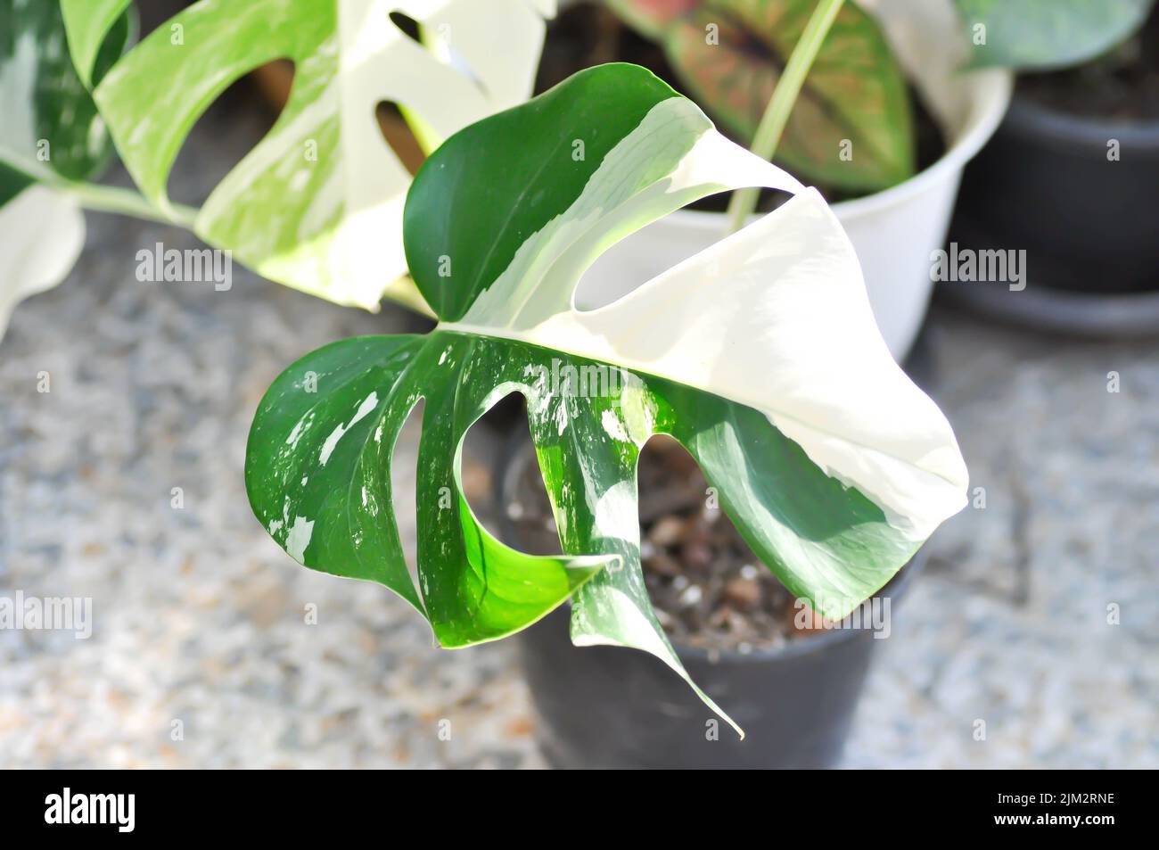 Monstera albo variegata -Fotos und -Bildmaterial in hoher Auflösung – Alamy
