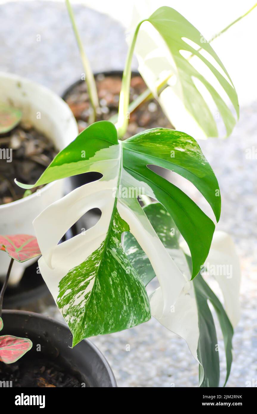 Monstera albo variegata -Fotos und -Bildmaterial in hoher Auflösung – Alamy