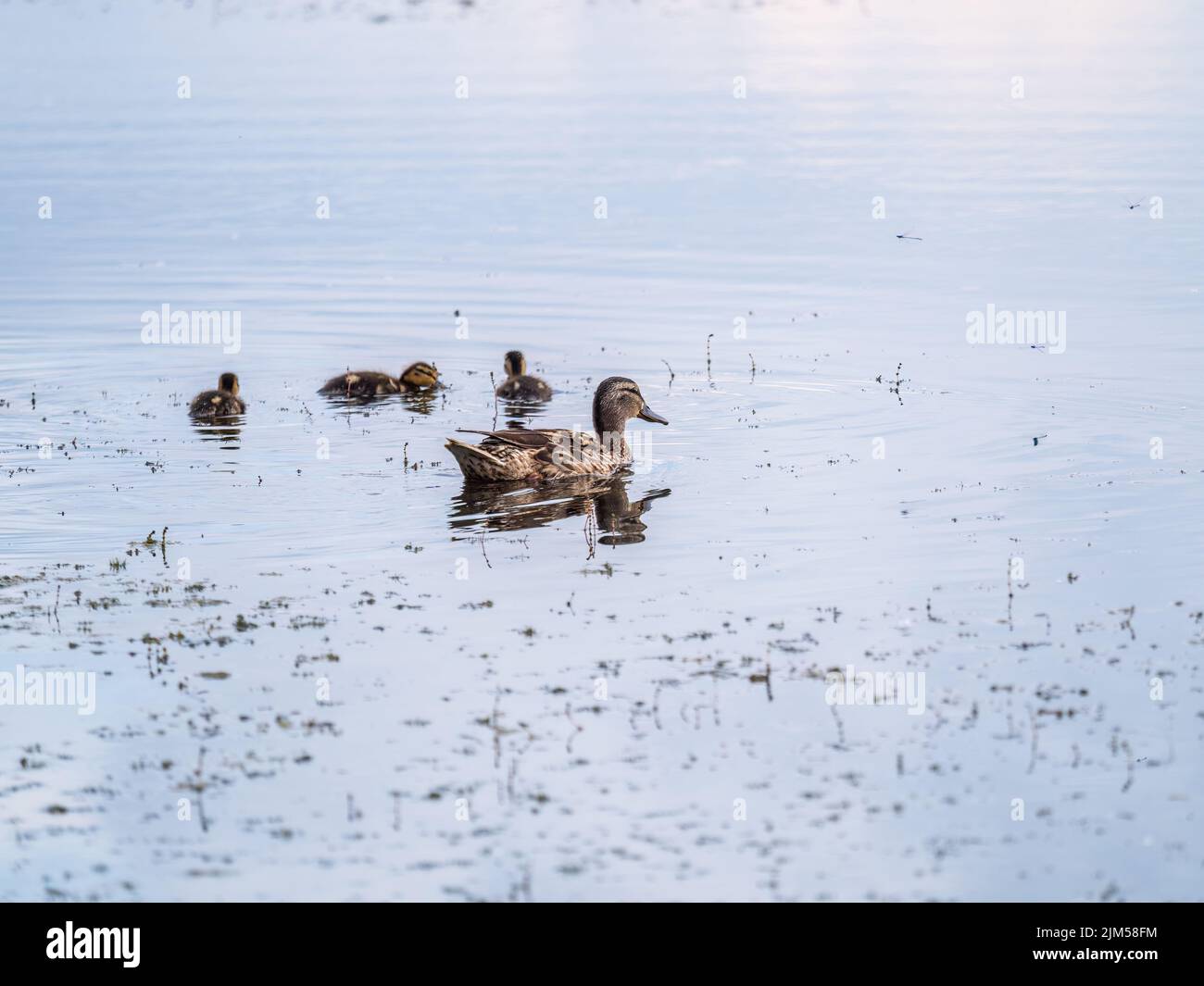 Eine Entenfamilie, eine Ente und ihre kleinen Enten schwimmen im Wasser ...