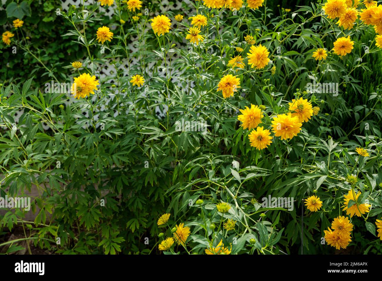Coreopsis lanceolata 'Sterntaler' eine Sommerblüte mit einer gelben ...