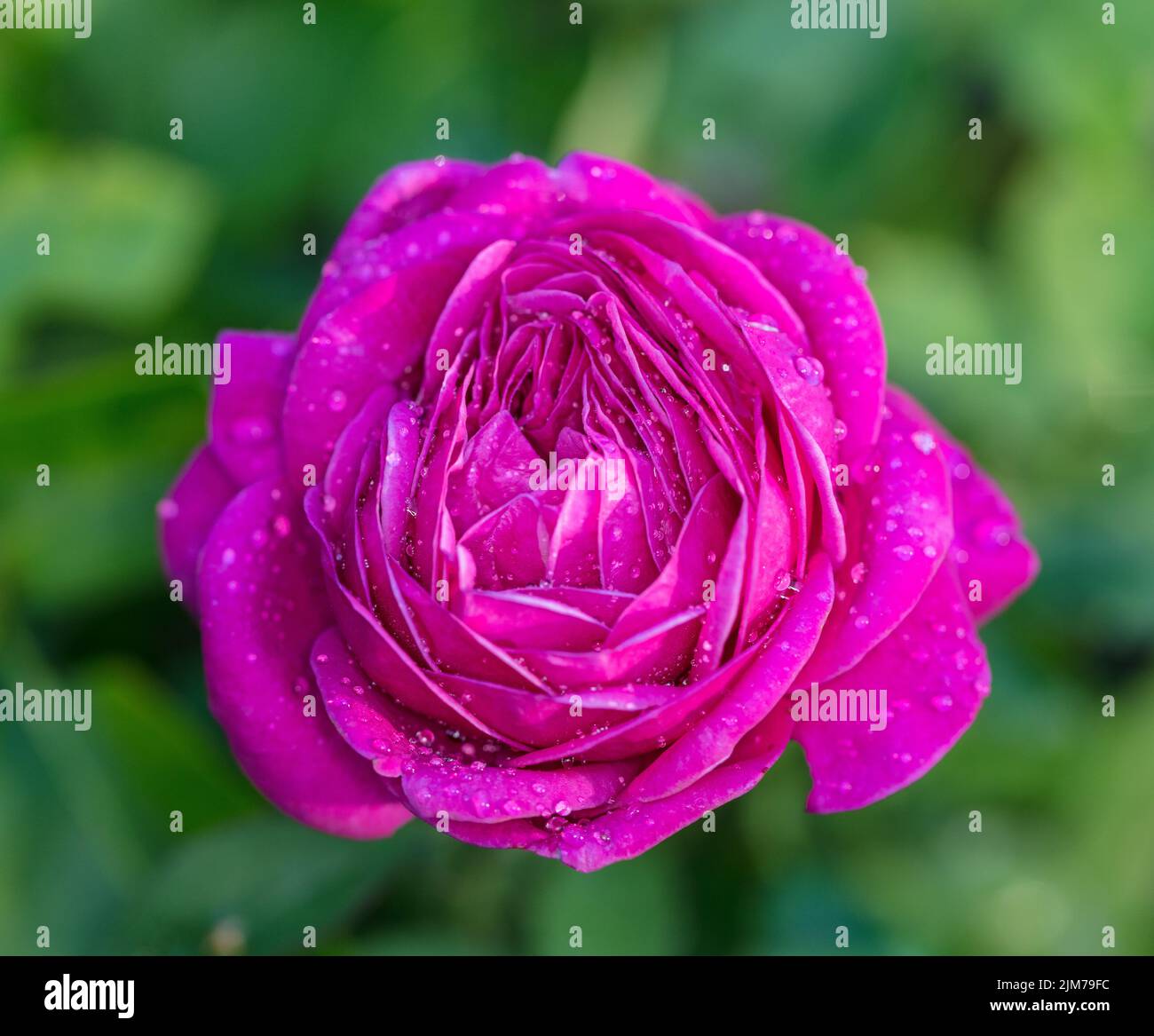 Rosa heidi klum rose -Fotos und -Bildmaterial in hoher Auflösung – Alamy