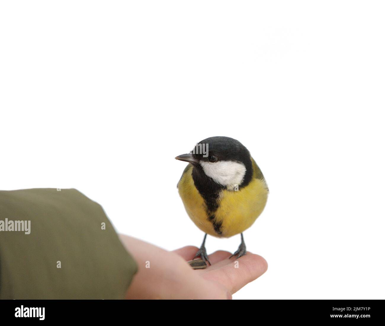 Meisen mit sonnenblumenkernen -Fotos und -Bildmaterial in hoher ...