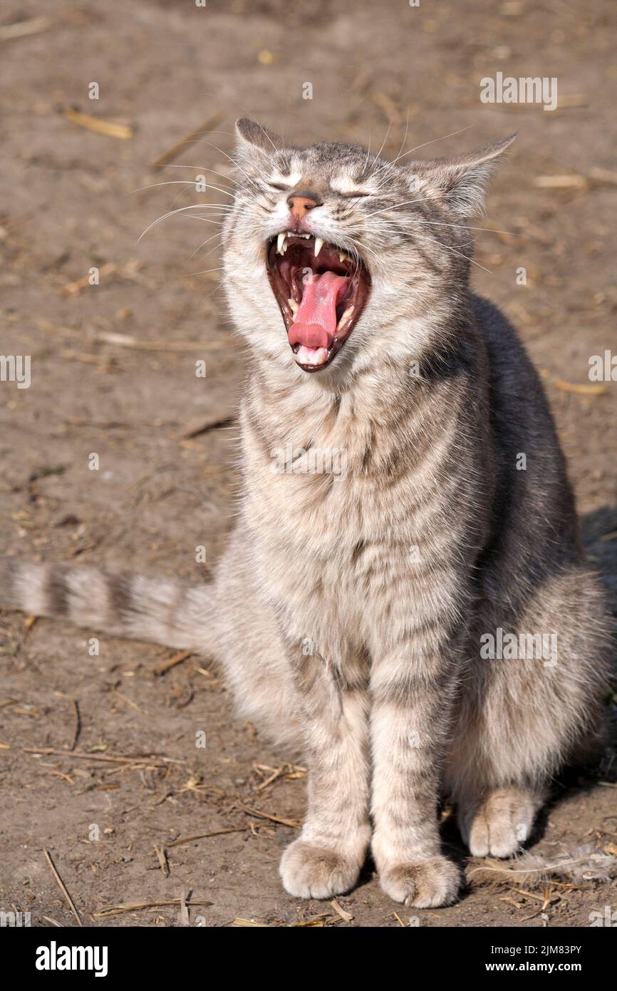 Katzenkopf mit offenem mund -Fotos und -Bildmaterial in hoher Auflösung ...