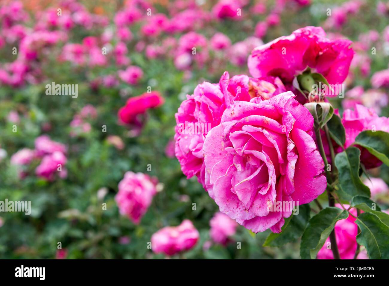 Blumenteppich rosen -Fotos und -Bildmaterial in hoher Auflösung – Alamy