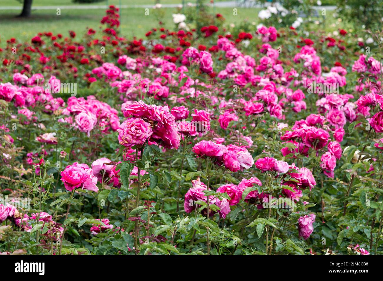 Blumenteppich rosen -Fotos und -Bildmaterial in hoher Auflösung – Alamy