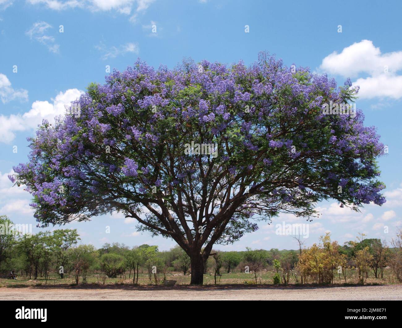 Blauer jacarandabaum -Fotos und -Bildmaterial in hoher Auflösung – Alamy