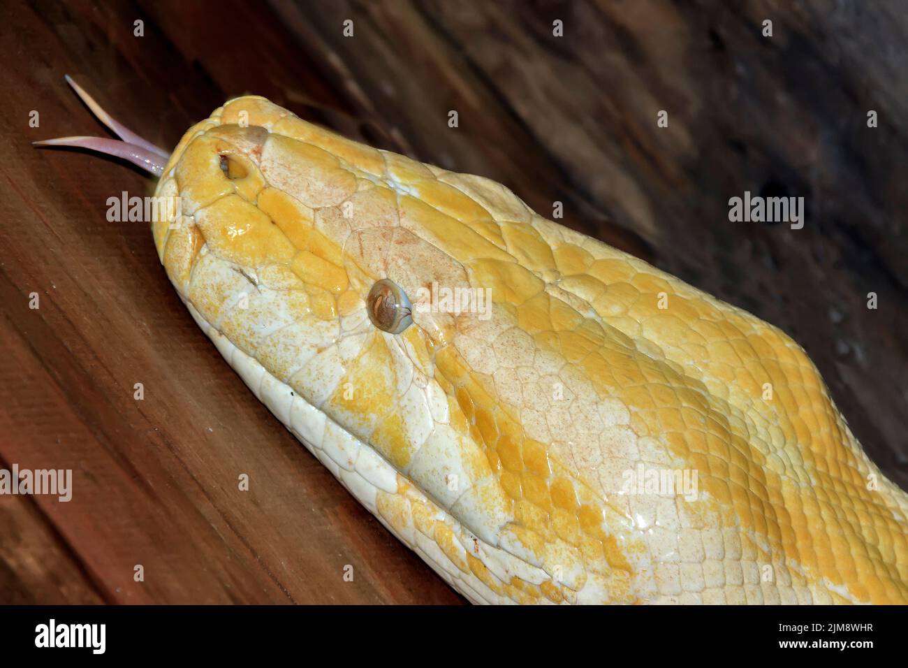 Boa constrictor boa constrictor mexico -Fotos und -Bildmaterial in ...